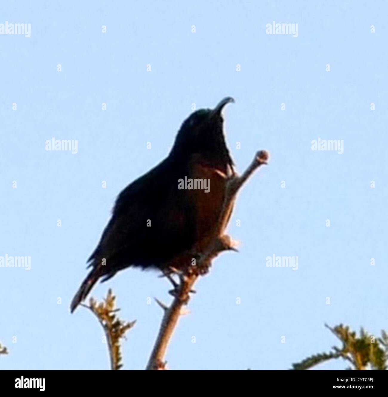 Amethyst Sunbird (Chalcomitra amethystina Stock Photo - Alamy