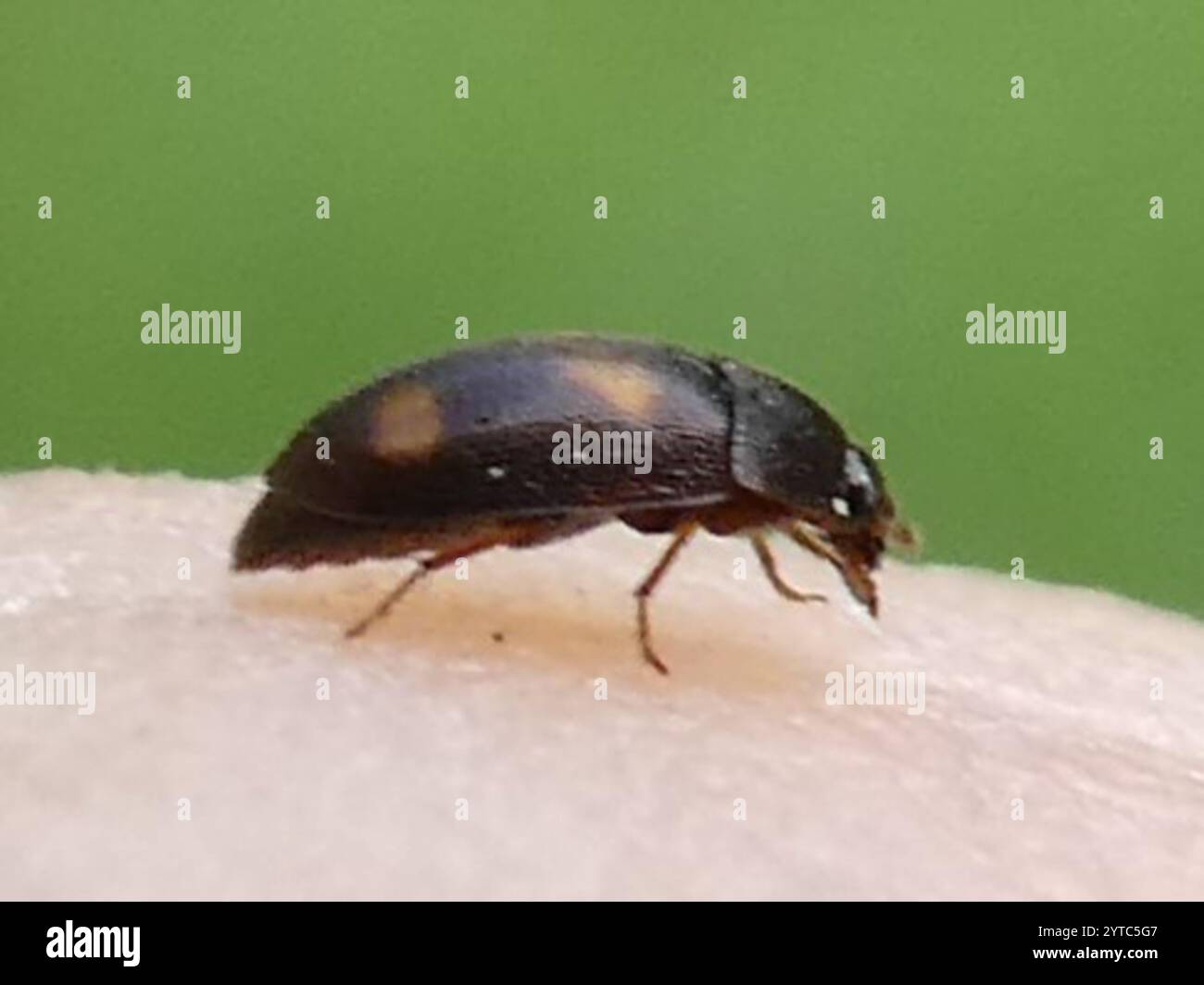 Litargus hi-res stock photography and images - Alamy