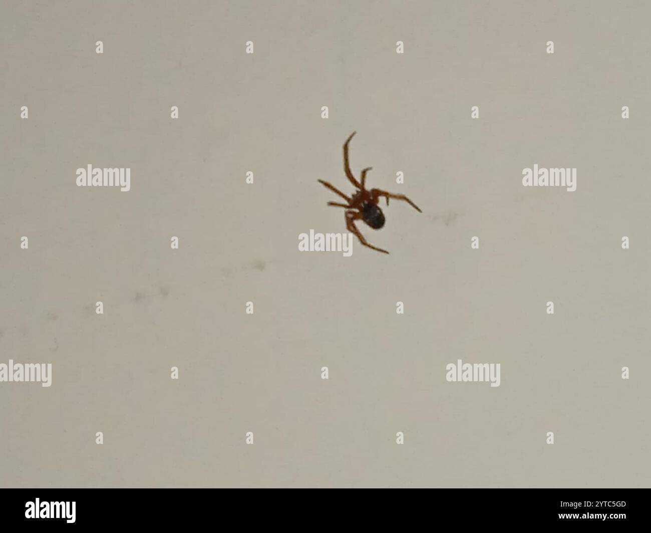 Nesticodes rufipes hi-res stock photography and images - Alamy
