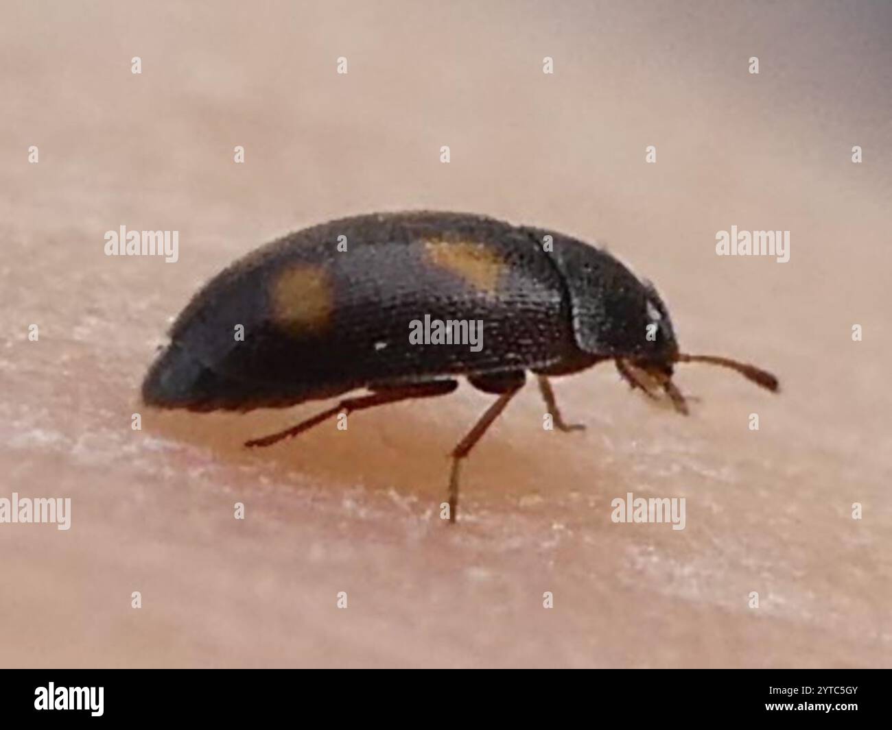 Four-spotted Hairy Fungus Beetle (Litargus tetraspilotus Stock Photo ...