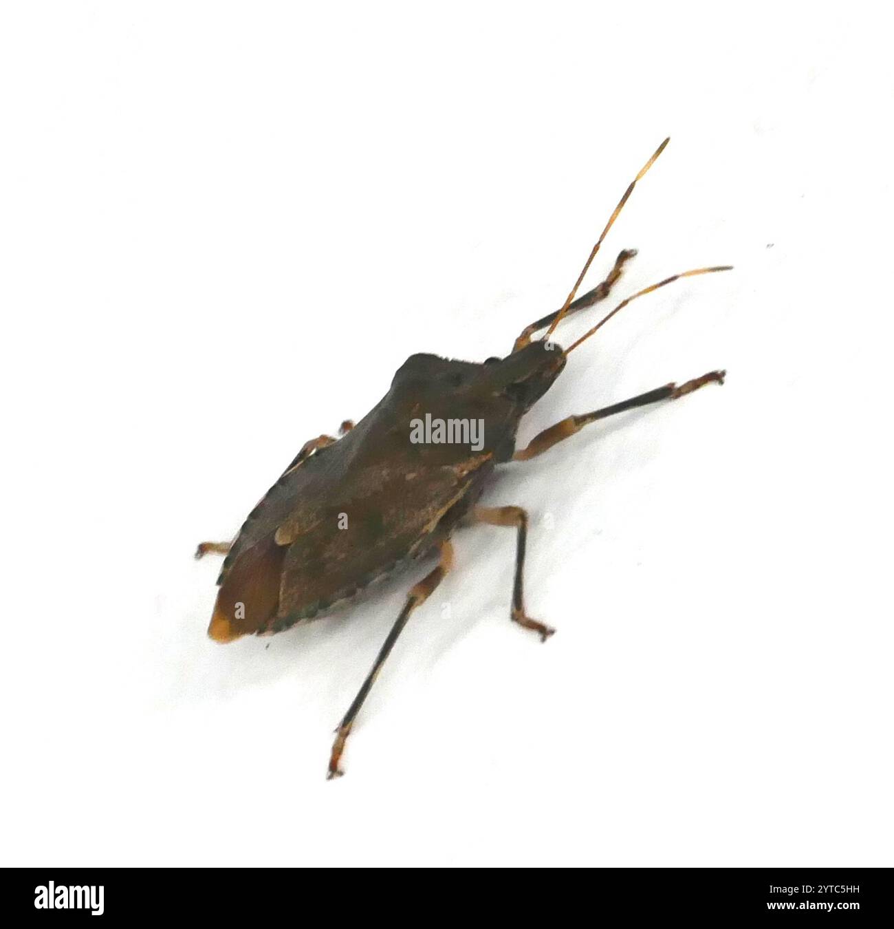Predatory Stink Bugs (Asopinae Stock Photo - Alamy