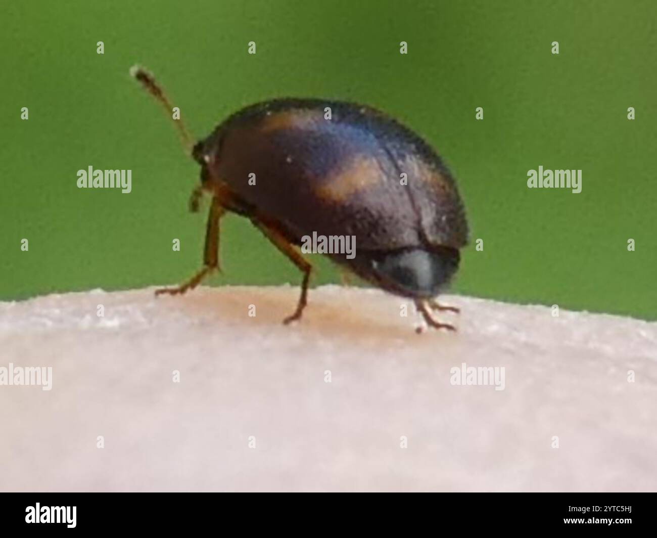 Four-spotted Hairy Fungus Beetle (Litargus tetraspilotus Stock Photo ...
