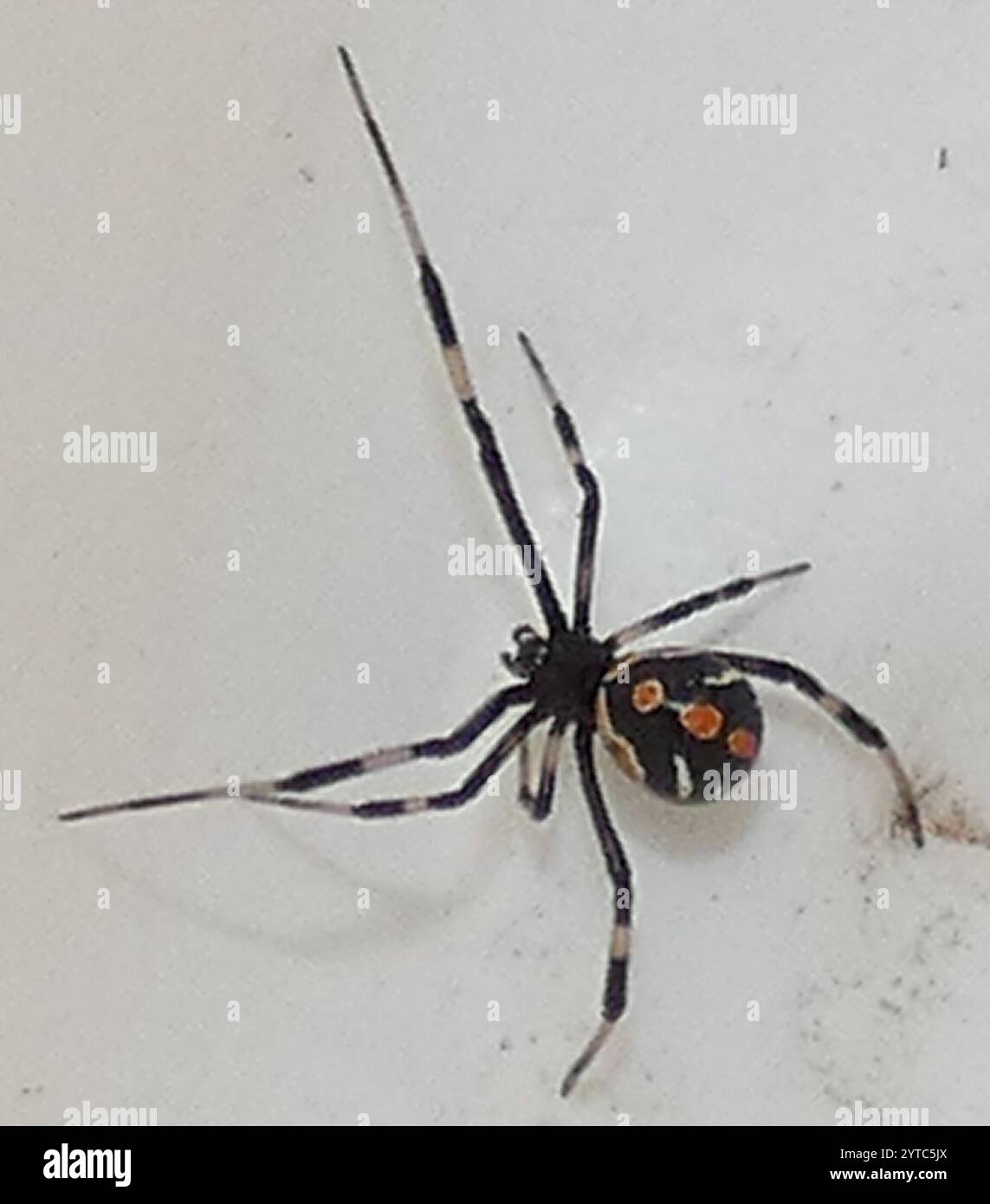 Southern Black Widow (Latrodectus mactans Stock Photo - Alamy