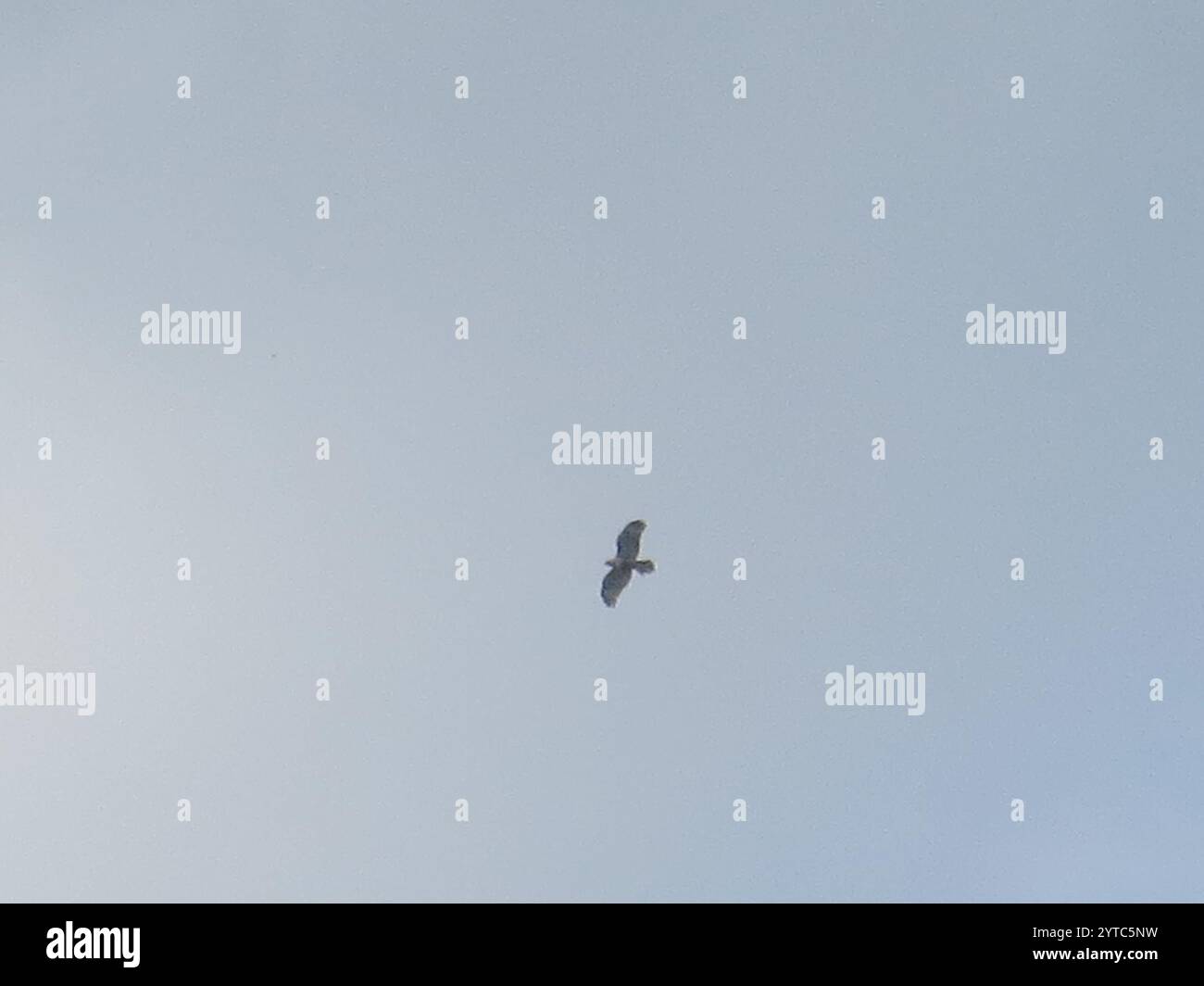 Hawks, Eagles, and Kites (Accipitridae Stock Photo - Alamy