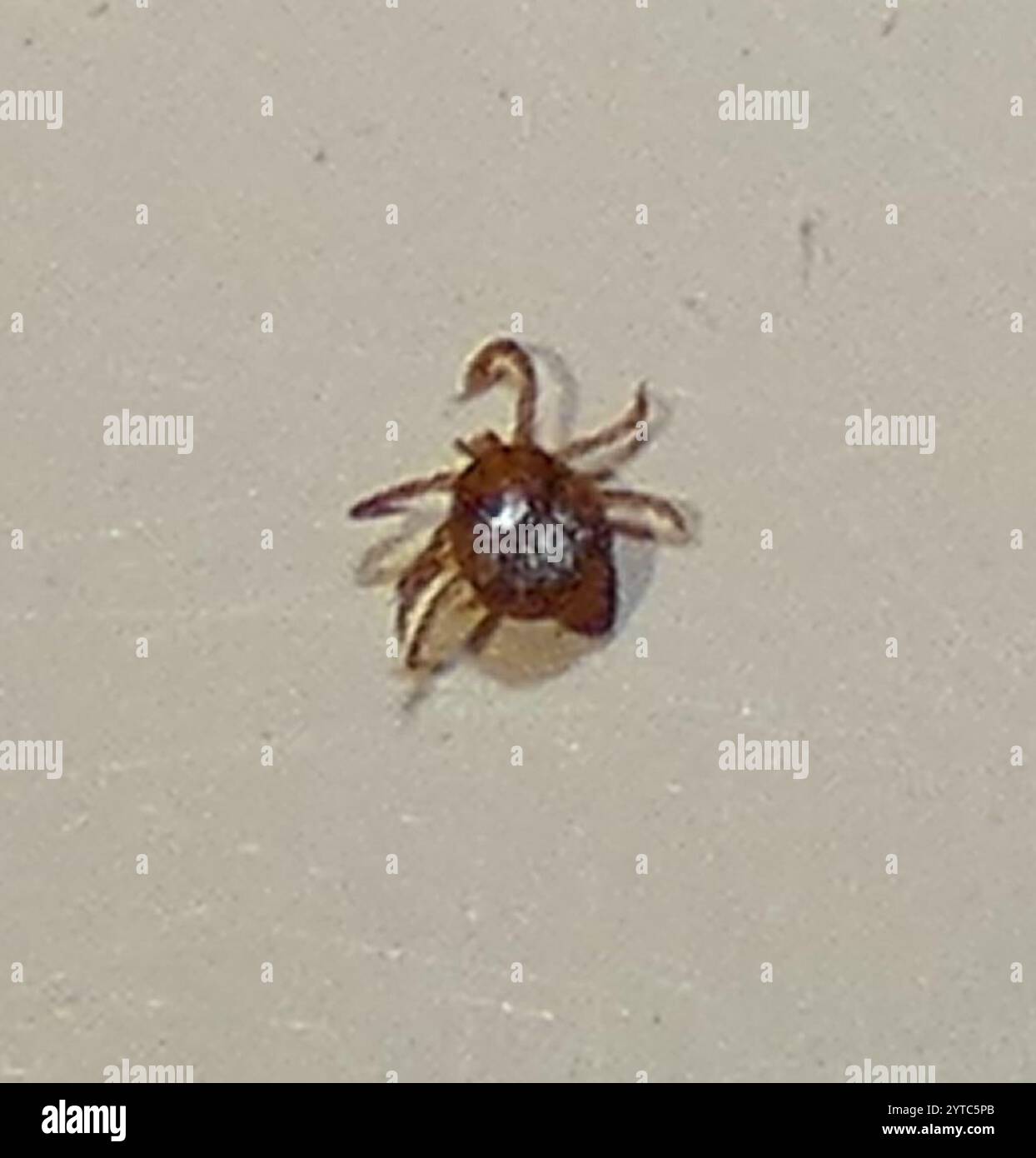 Bont ticks hi-res stock photography and images - Alamy