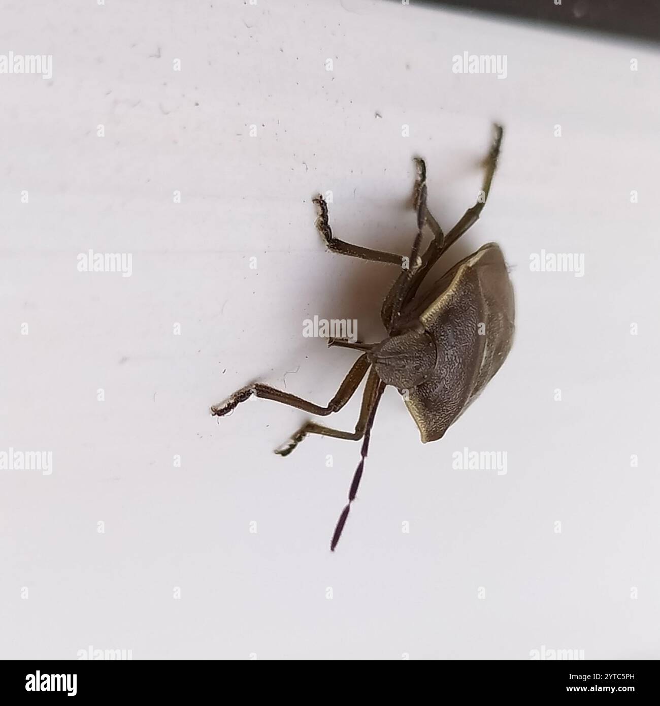 Chlorochroa pinicola hi-res stock photography and images - Alamy