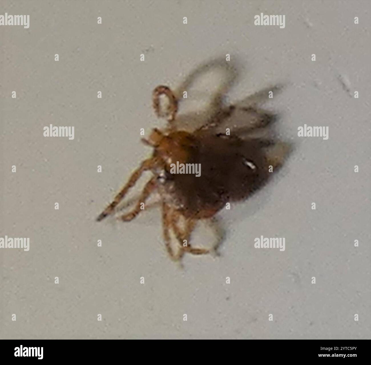 Bont Ticks (Amblyomma Stock Photo - Alamy