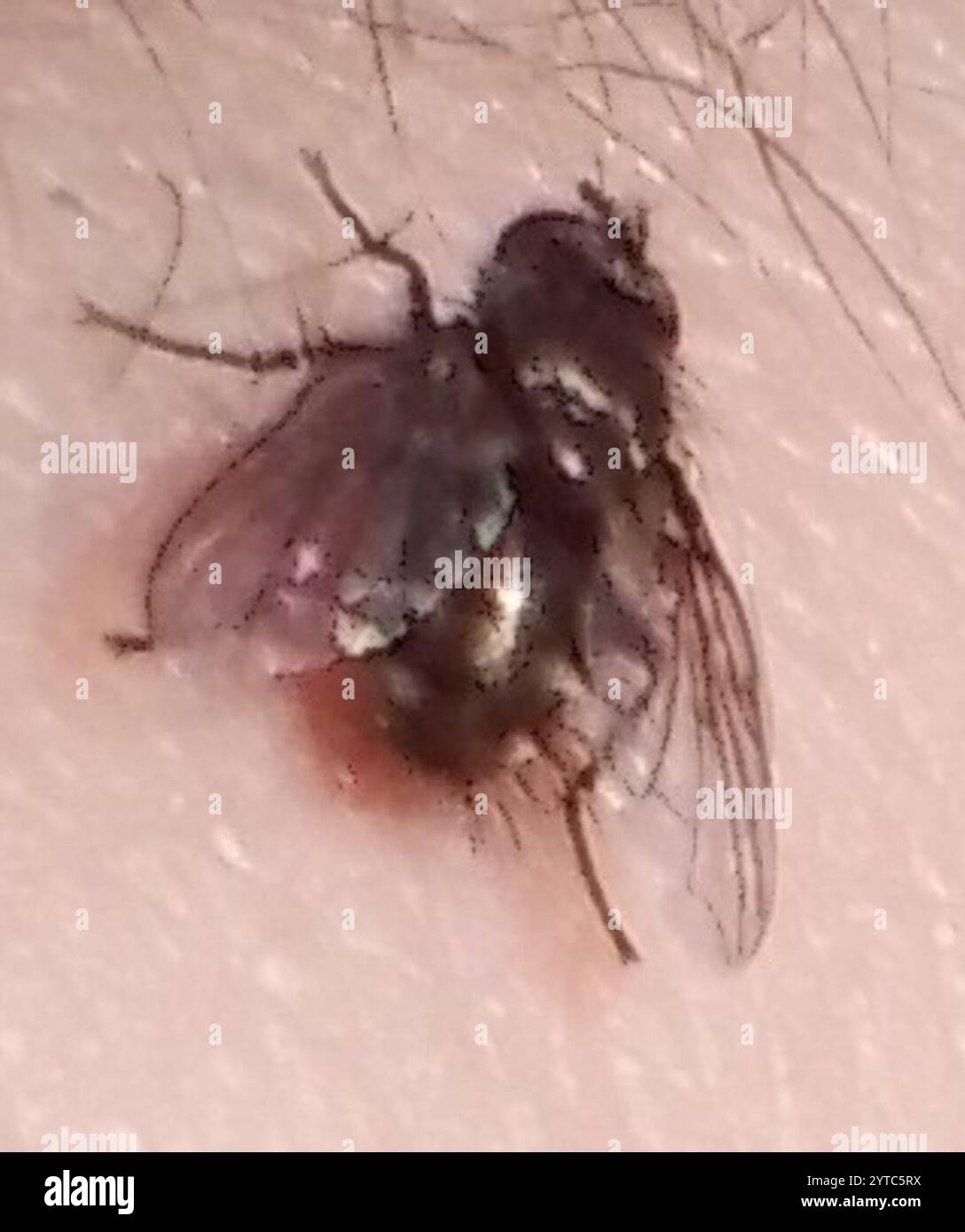 Common Flesh Flies (Sarcophaga Stock Photo - Alamy