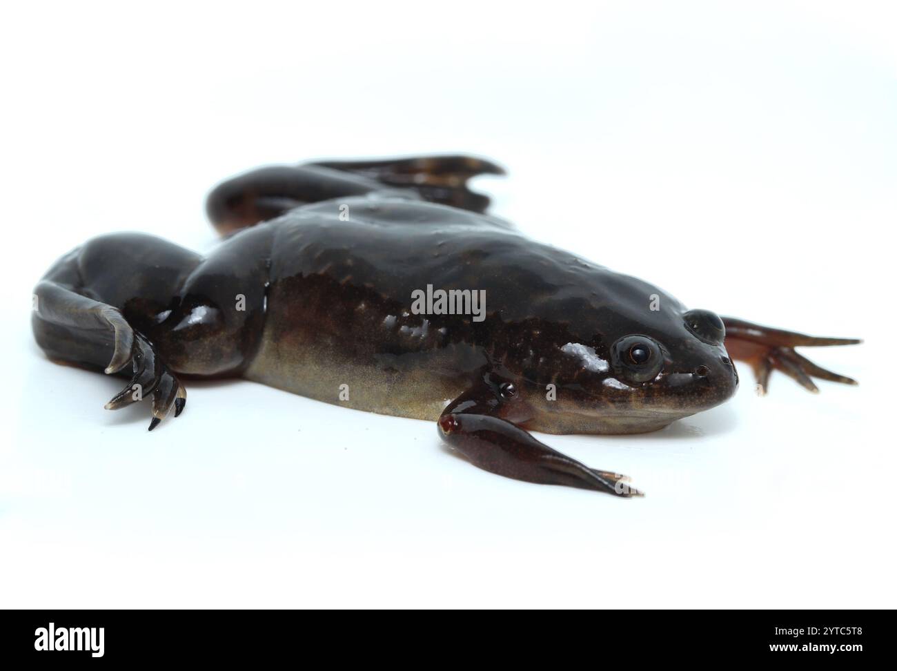 Xenopus frog Cut Out Stock Images & Pictures - Alamy