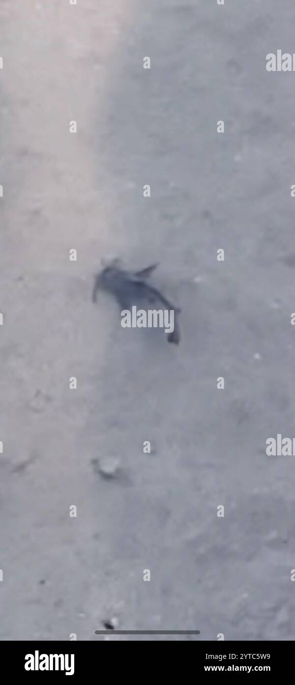 Black Bullhead (Ameiurus melas Stock Photo - Alamy