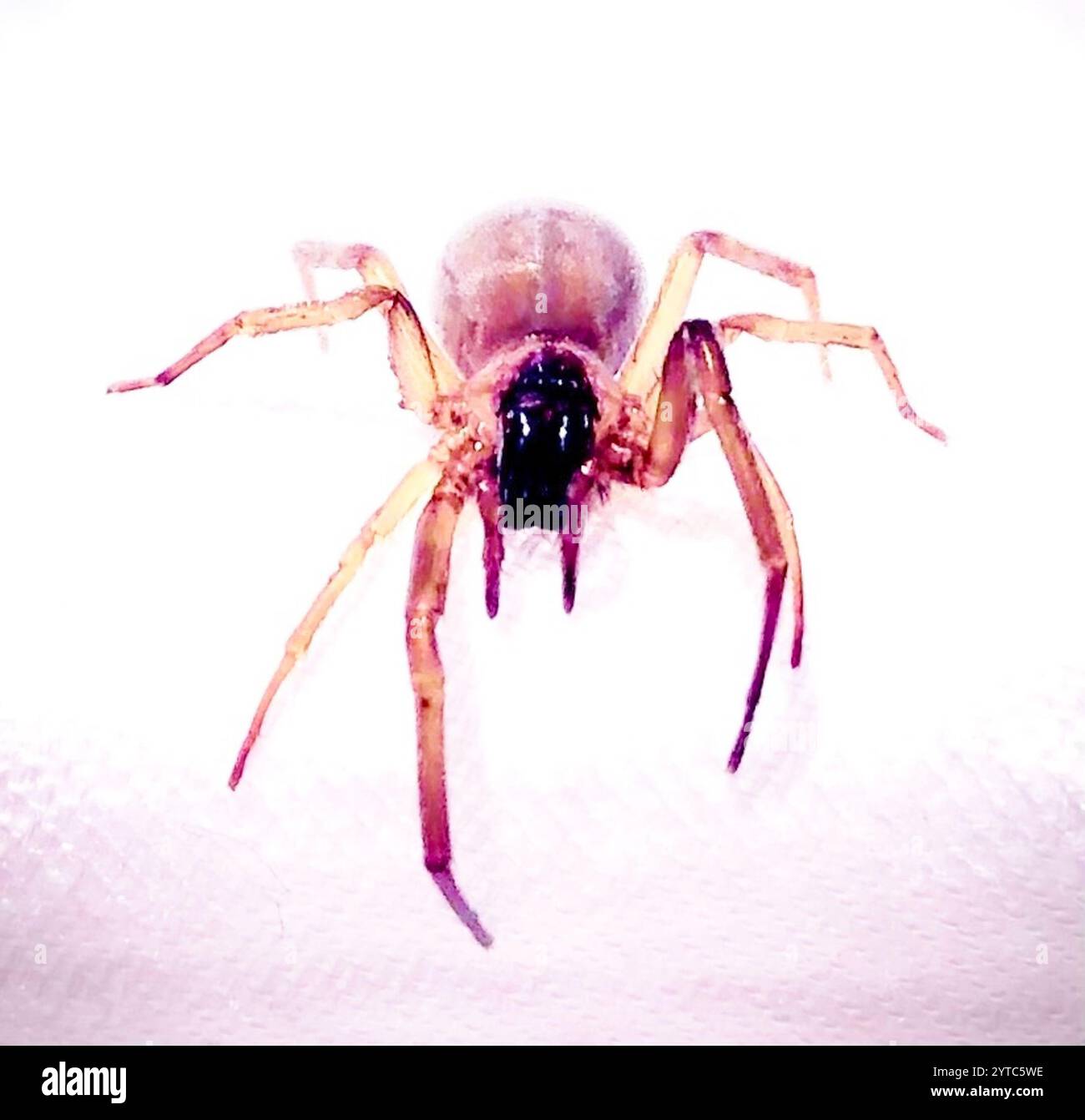 Clubionidae hi-res stock photography and images - Alamy