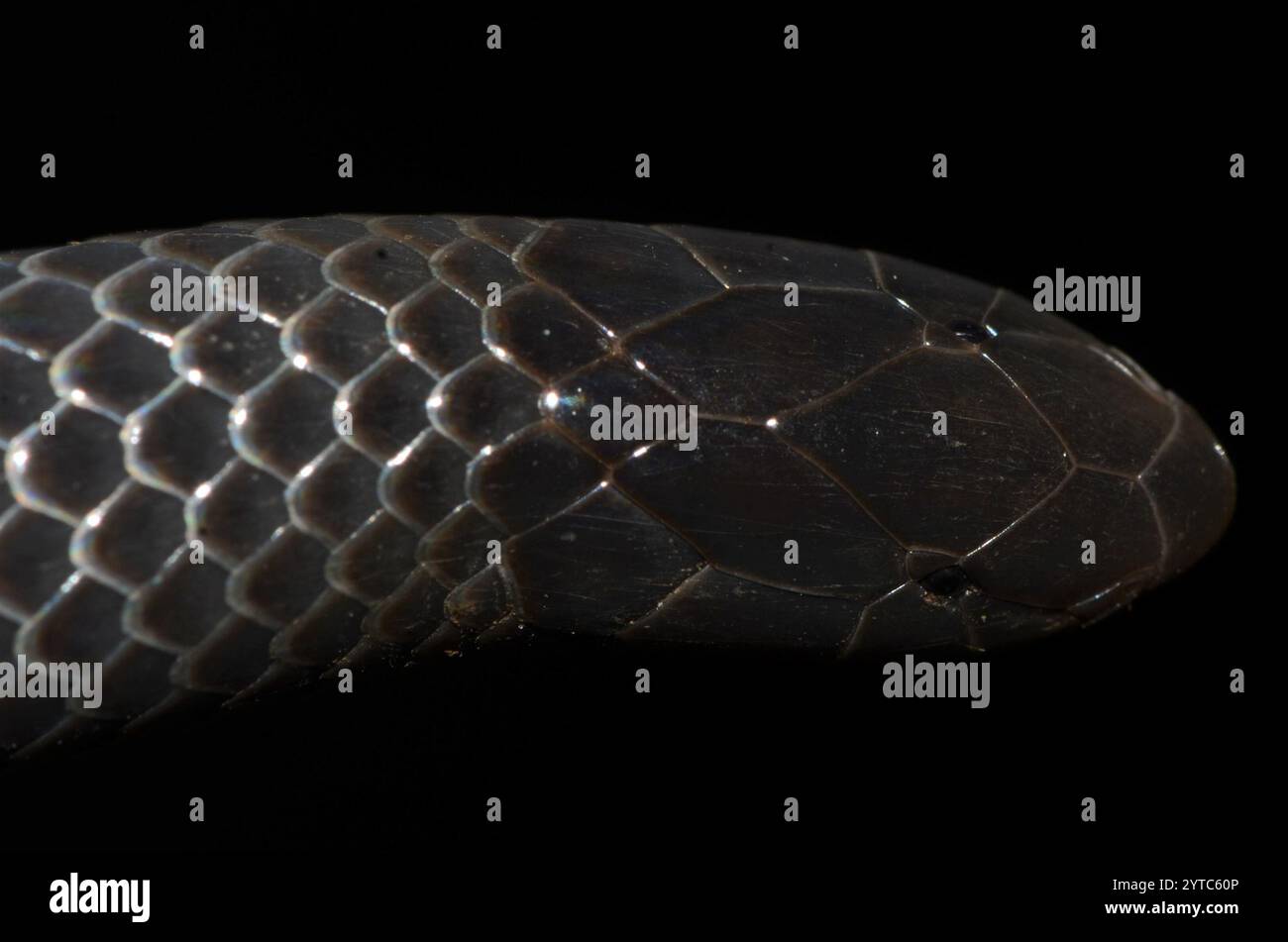 Eastern Purple-glossed Snake (Amblyodipsas microphthalma Stock Photo ...