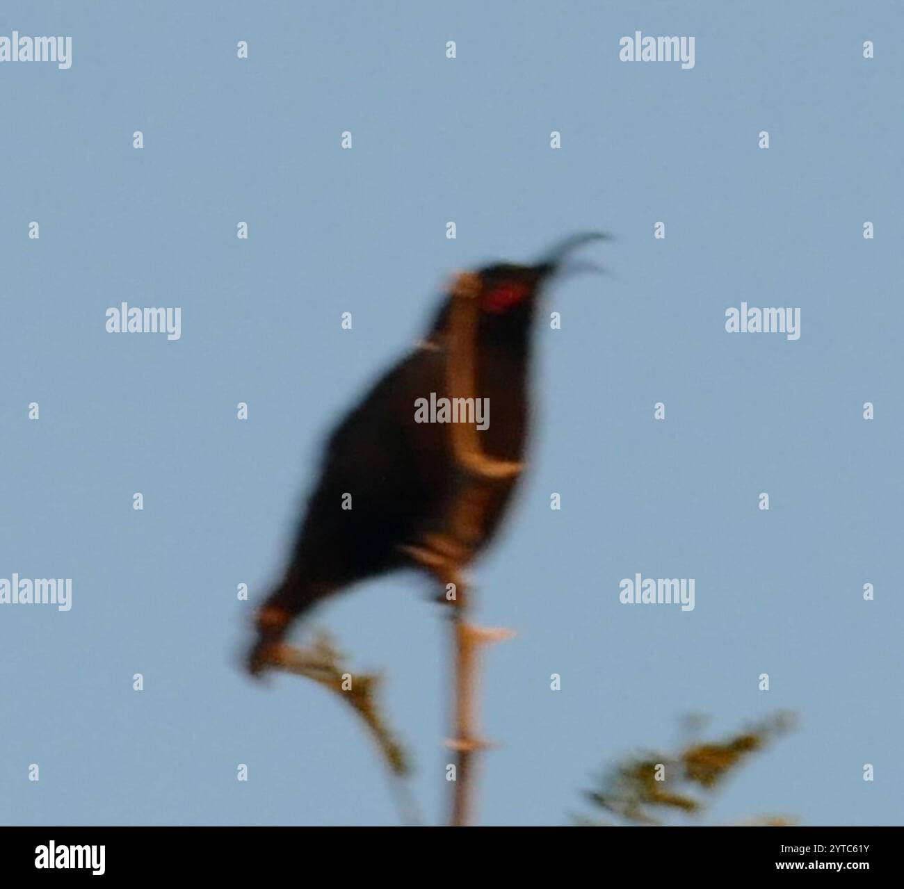 Amethyst Sunbird (Chalcomitra amethystina Stock Photo - Alamy