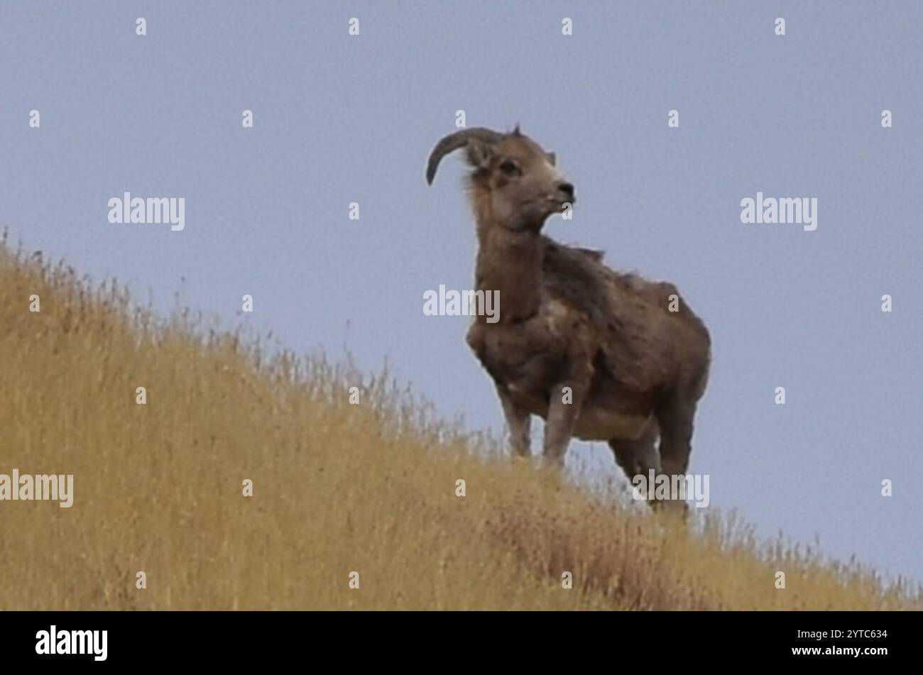 Mongolian Argali (Ovis ammon ammon Stock Photo - Alamy