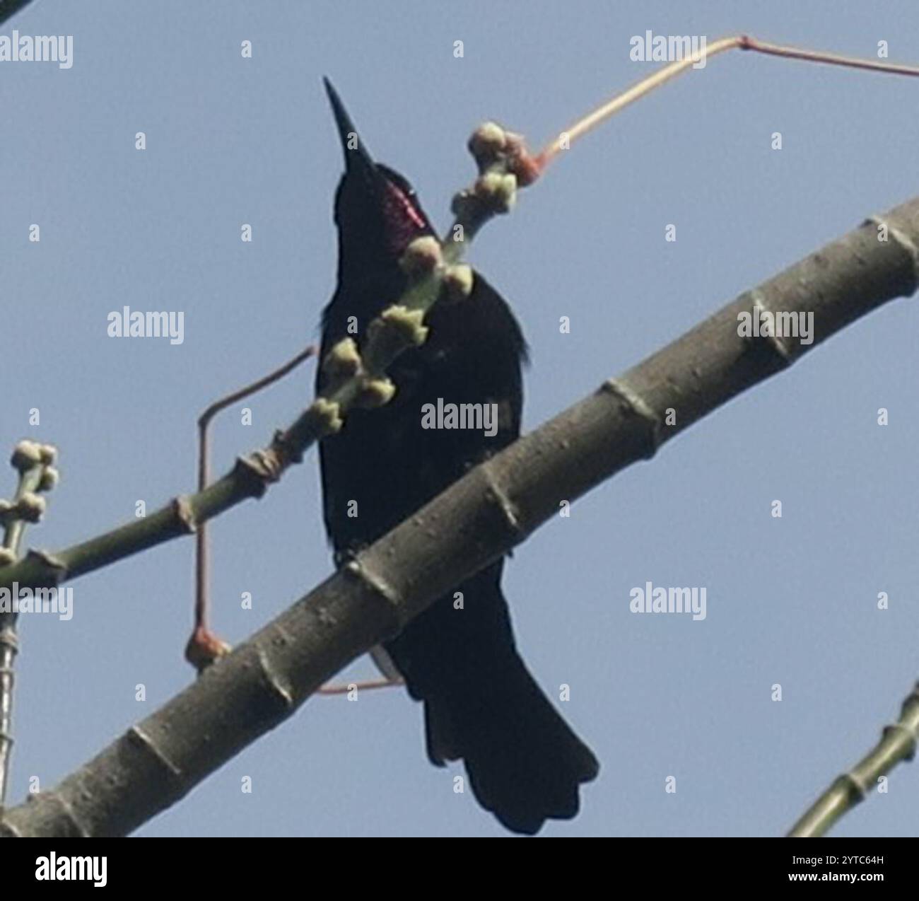 Amethyst Sunbird (Chalcomitra amethystina Stock Photo - Alamy