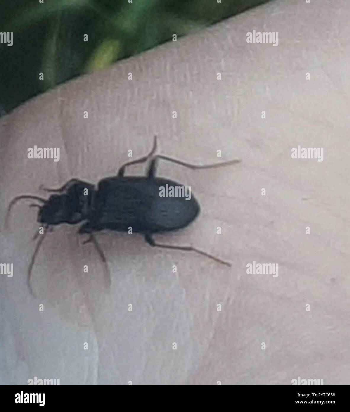 European Gazelle Beetle (Nebria brevicollis Stock Photo - Alamy