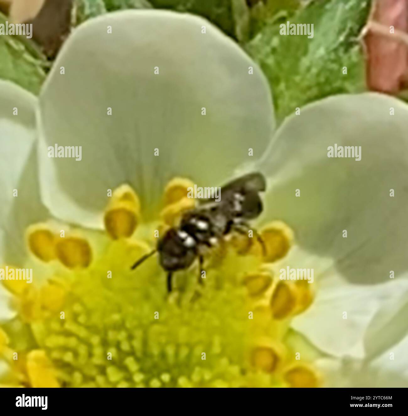 Small Carpenter Bees (Ceratina Stock Photo - Alamy