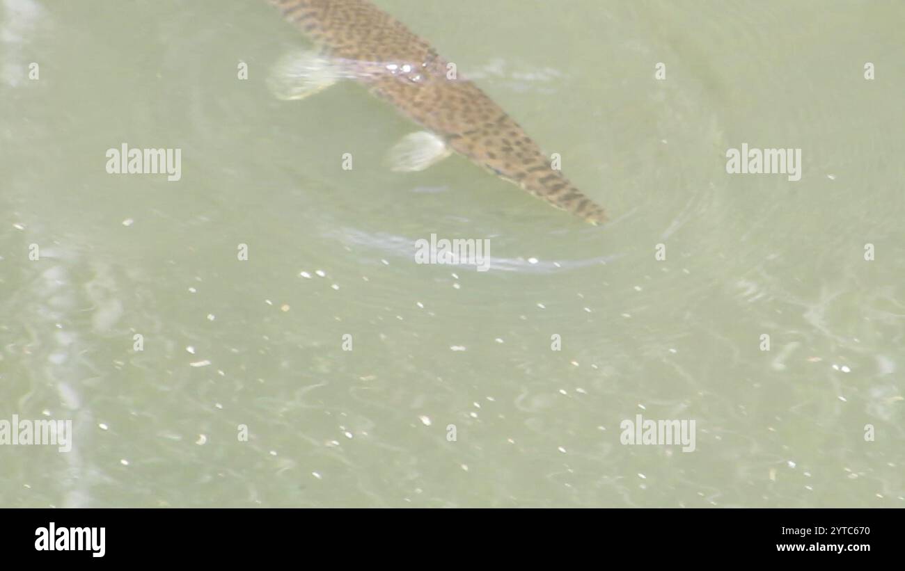 Florida Gar (Lepisosteus platyrhincus Stock Photo - Alamy