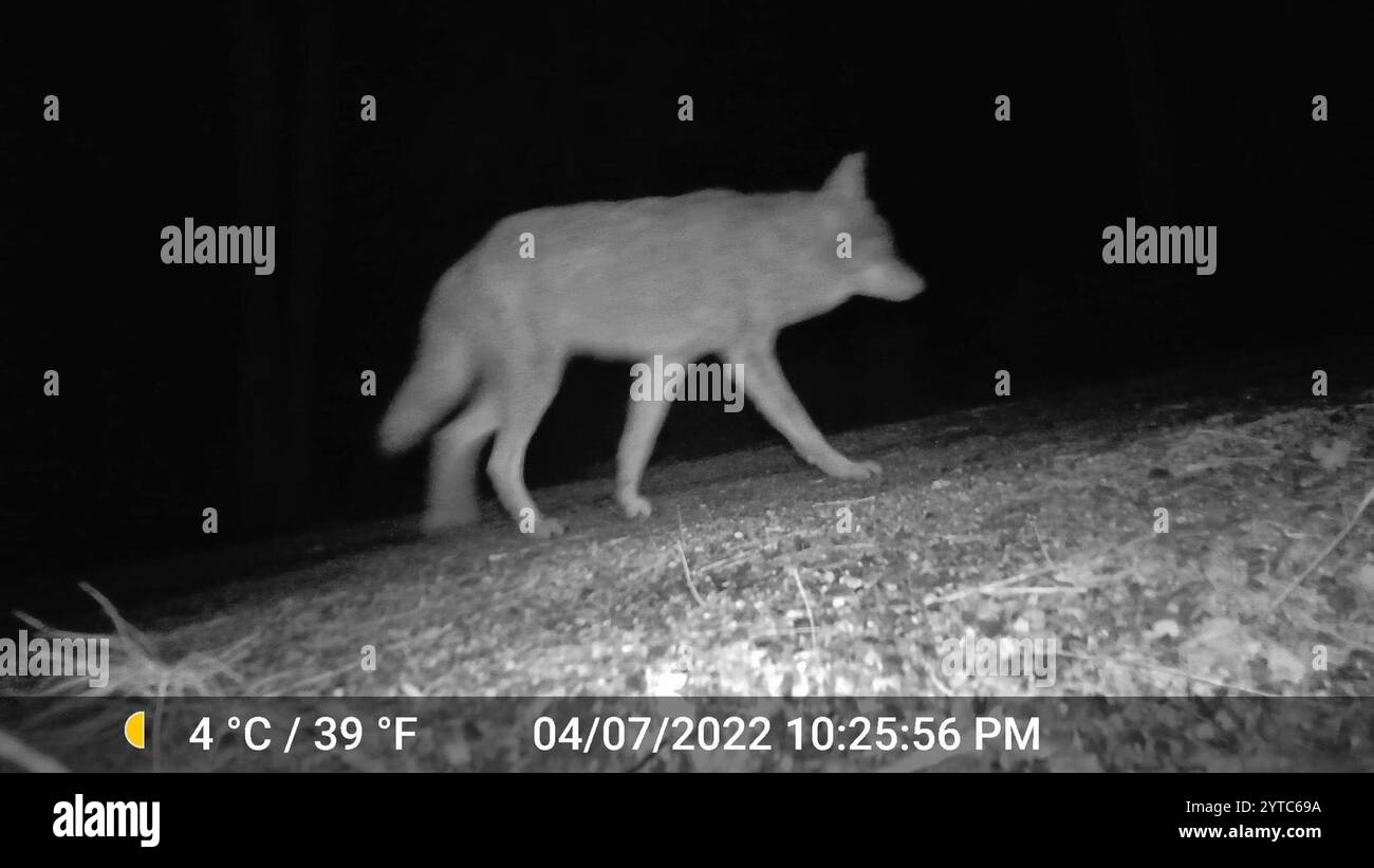 Coyote (Canis latrans Stock Photo - Alamy Coyote (Canis latrans Stock Photo - Alamy