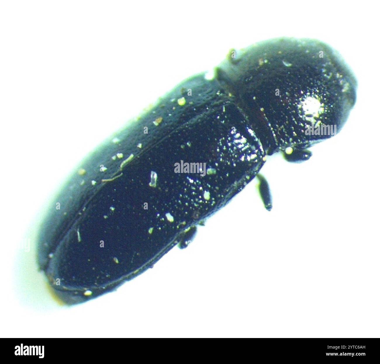 Subcyaneus hi-res stock photography and images - Alamy