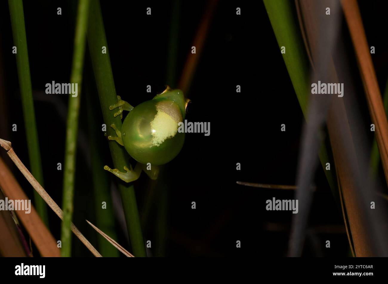 Sharp-headed Reed Frog (Hyperolius microps Stock Photo - Alamy