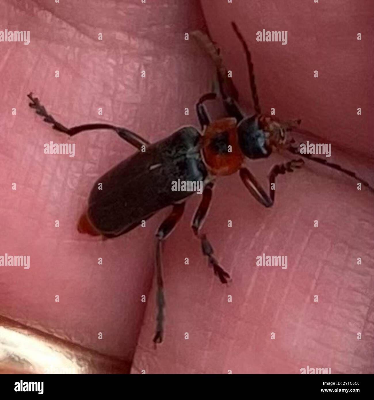 Rustic Sailor Beetle (Cantharis rustica Stock Photo - Alamy