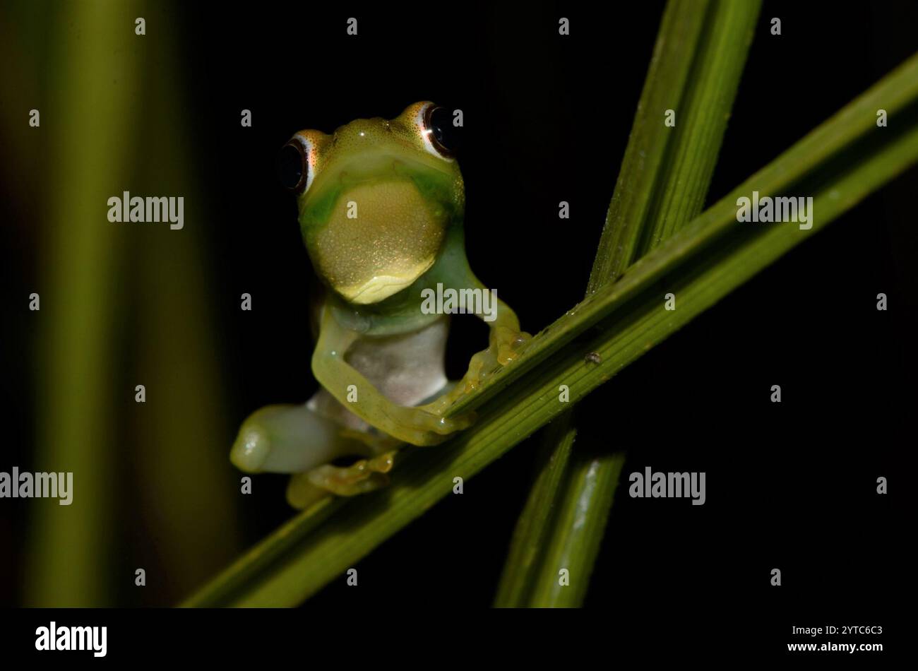 Sharp-headed Reed Frog (Hyperolius microps Stock Photo - Alamy