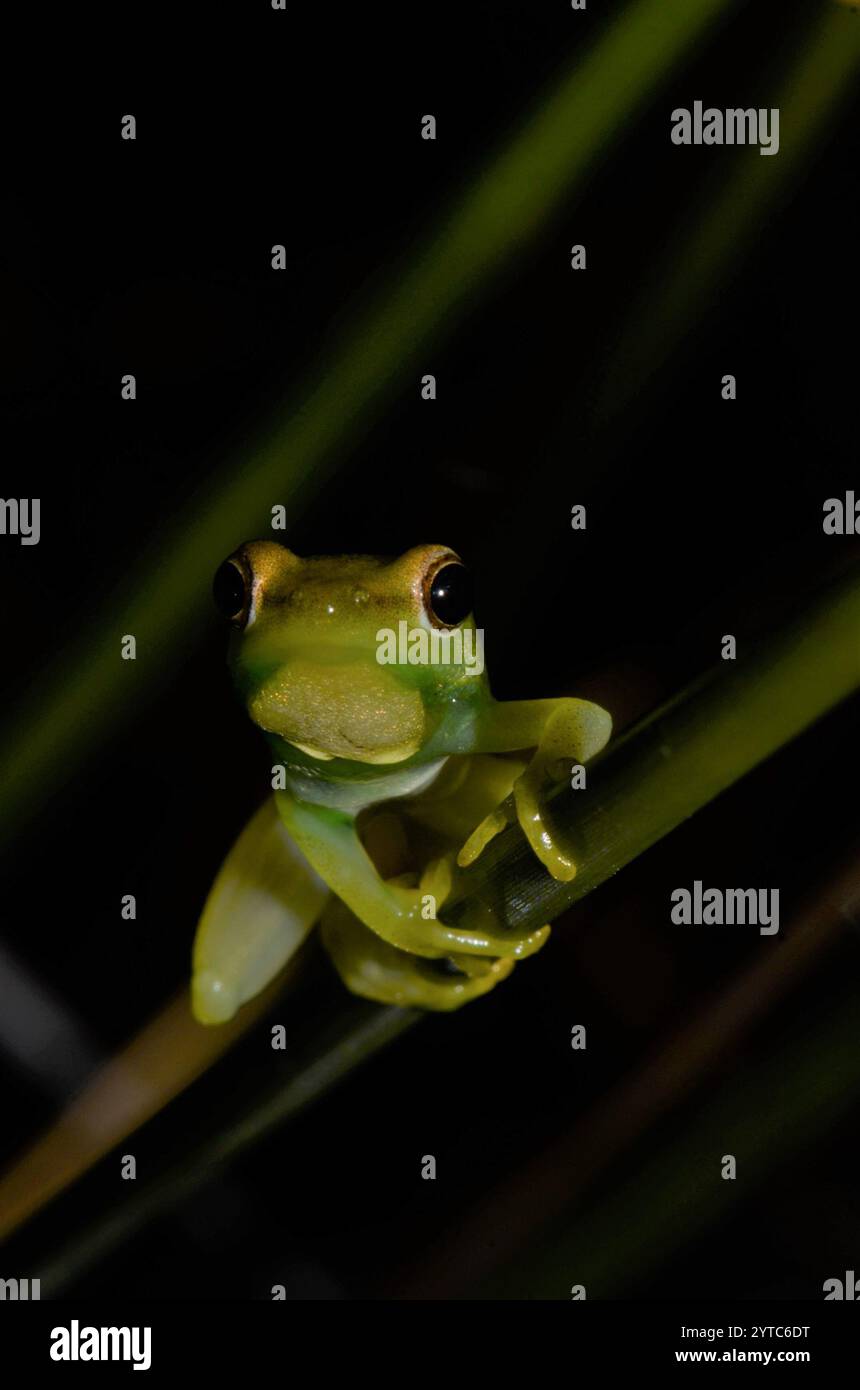 Sharp-headed Reed Frog (Hyperolius microps Stock Photo - Alamy