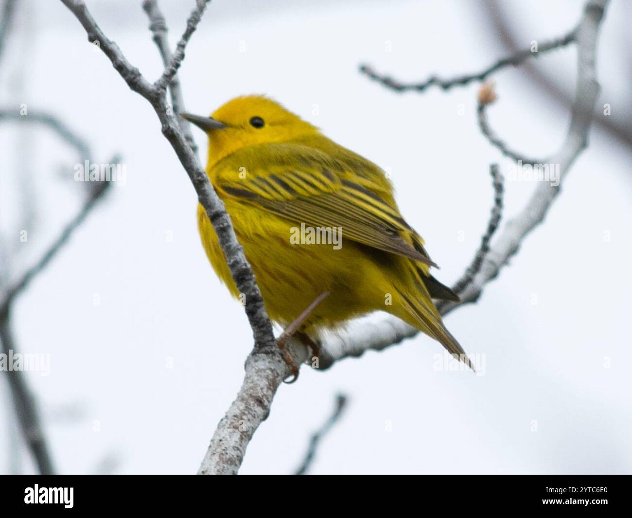 Yellow Warbler (Setophaga petechia Stock Photo - Alamy