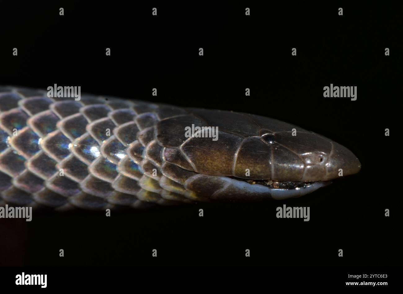 Purple glossed hi-res stock photography and images - Alamy