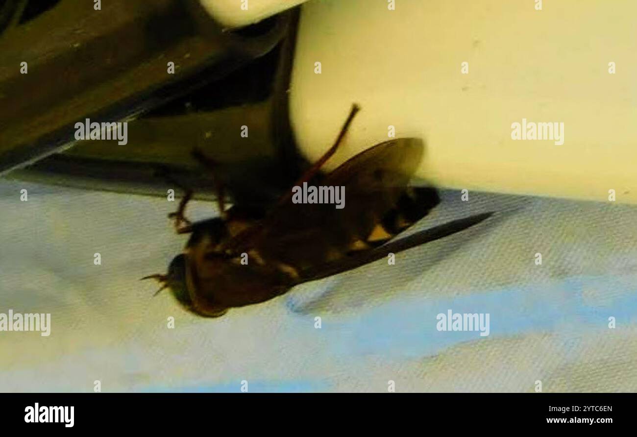 Striped Horse Fly (Tabanus lineola Stock Photo - Alamy