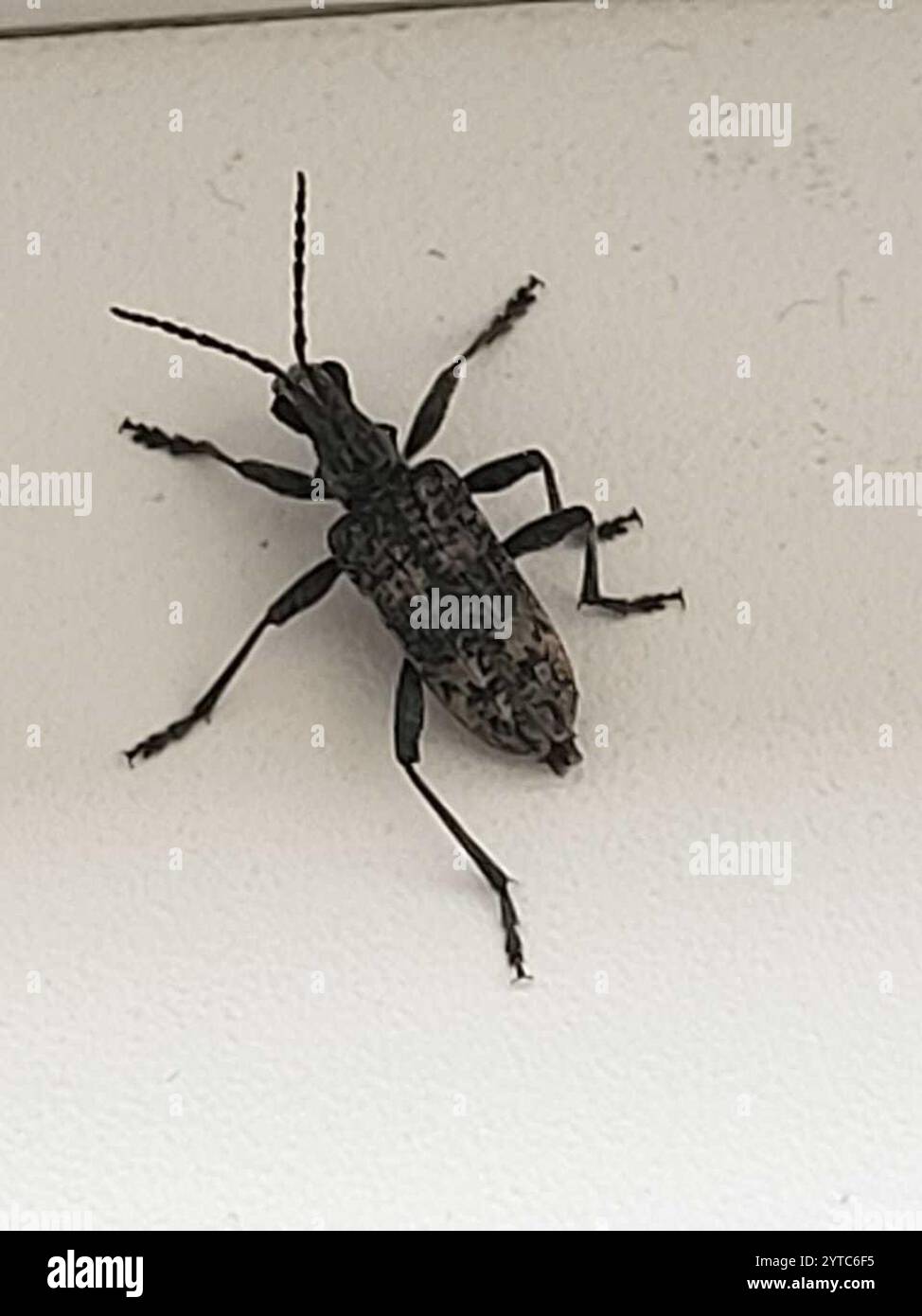 Ribbed Pine Borer (Rhagium inquisitor Stock Photo - Alamy