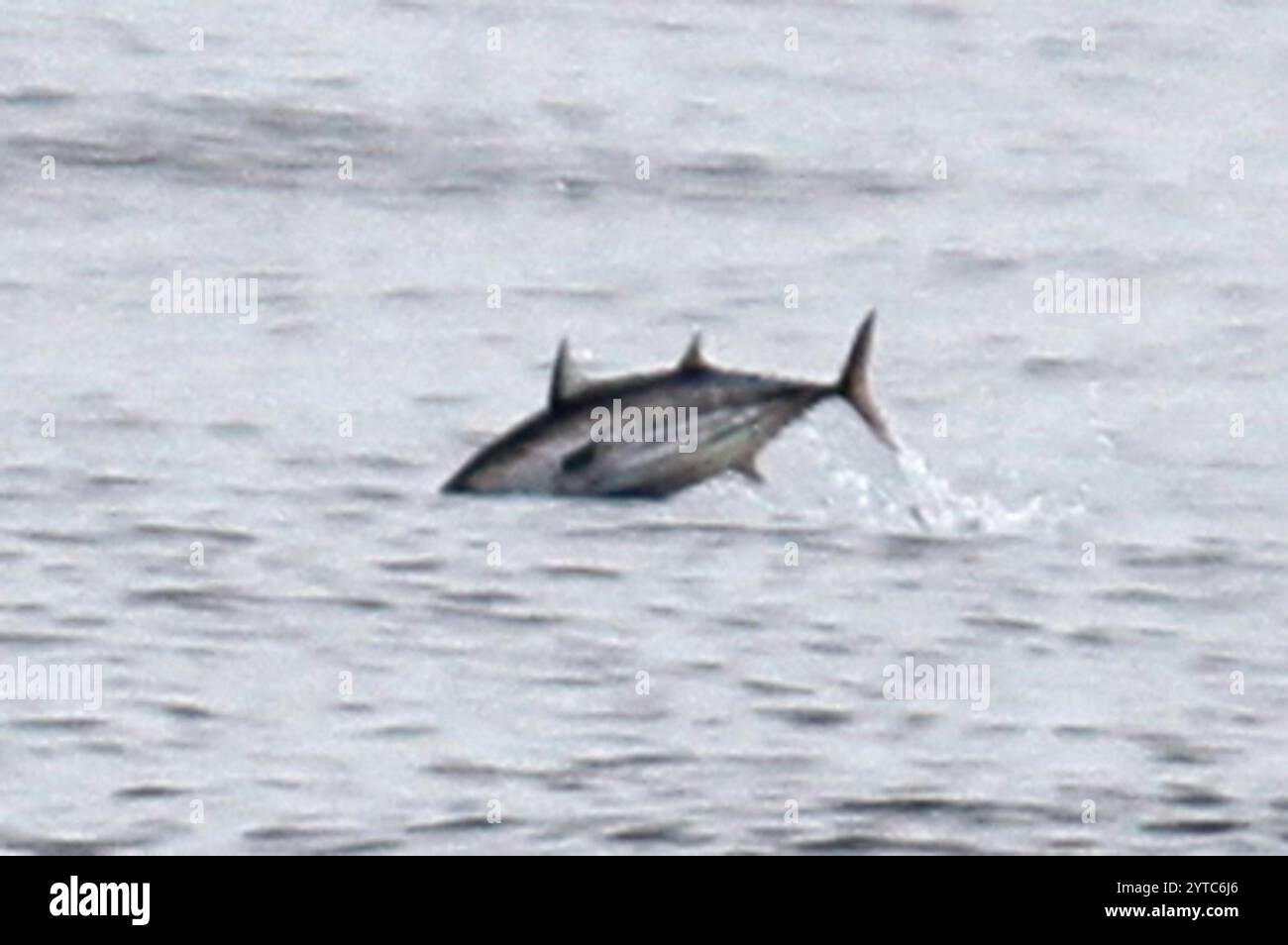 Skipjack Tuna (Katsuwonus pelamis Stock Photo - Alamy Skipjack Tuna (Katsuwonus pelamis Stock Photo - Alamy