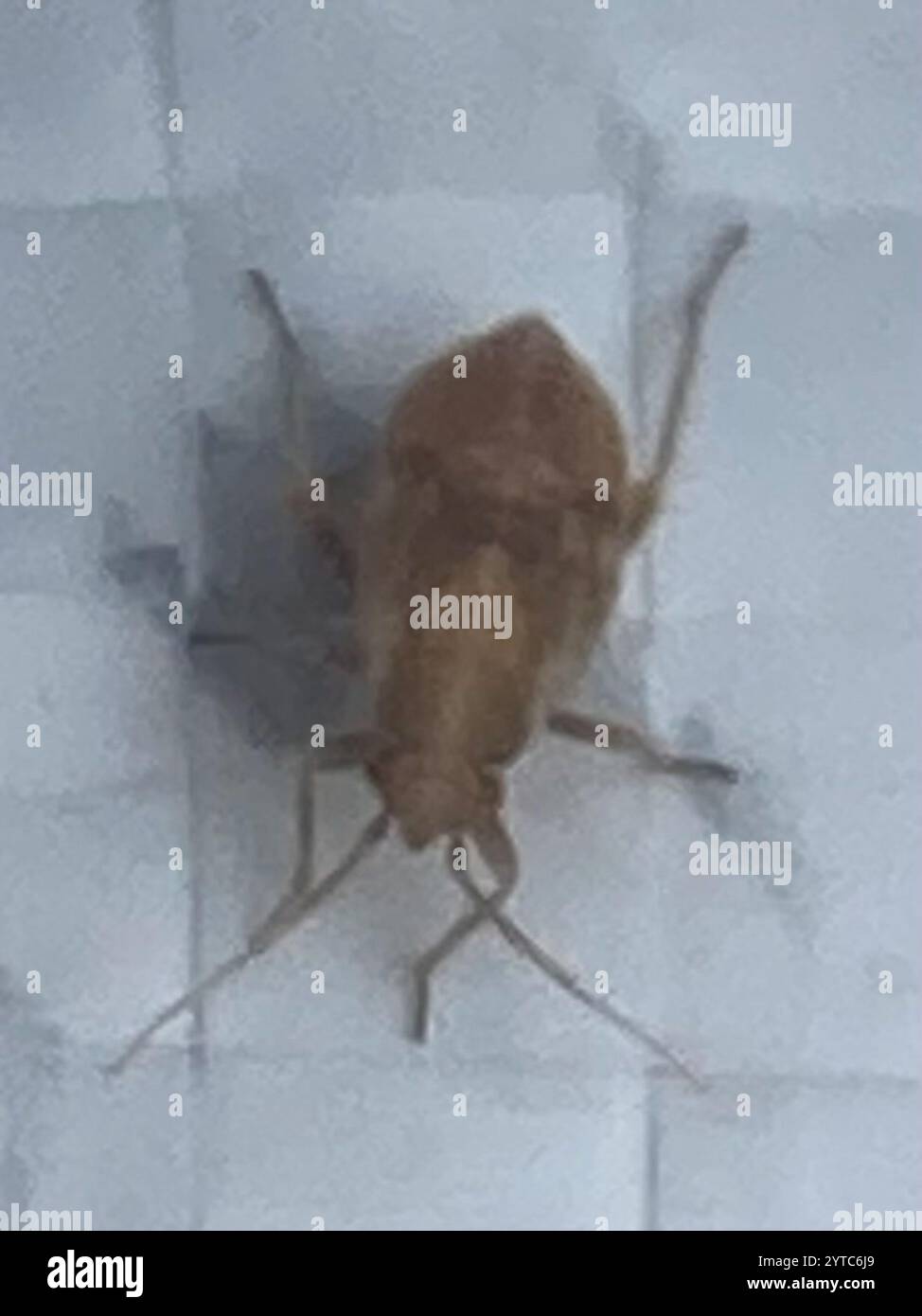 Psallus hi-res stock photography and images - Alamy