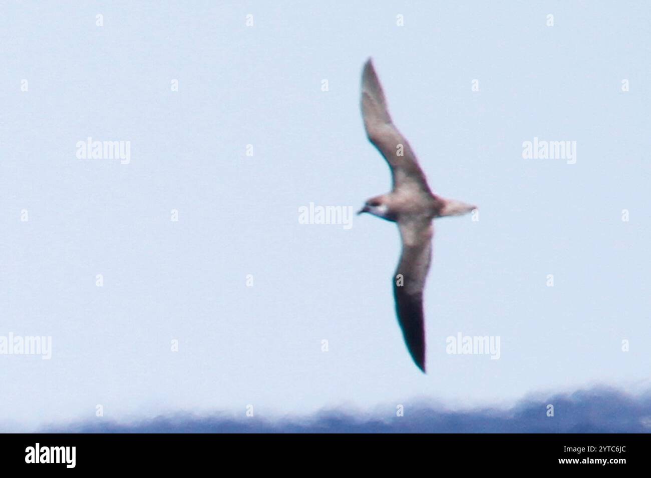 Fea's Petrel (Pterodroma feae Stock Photo - Alamy
