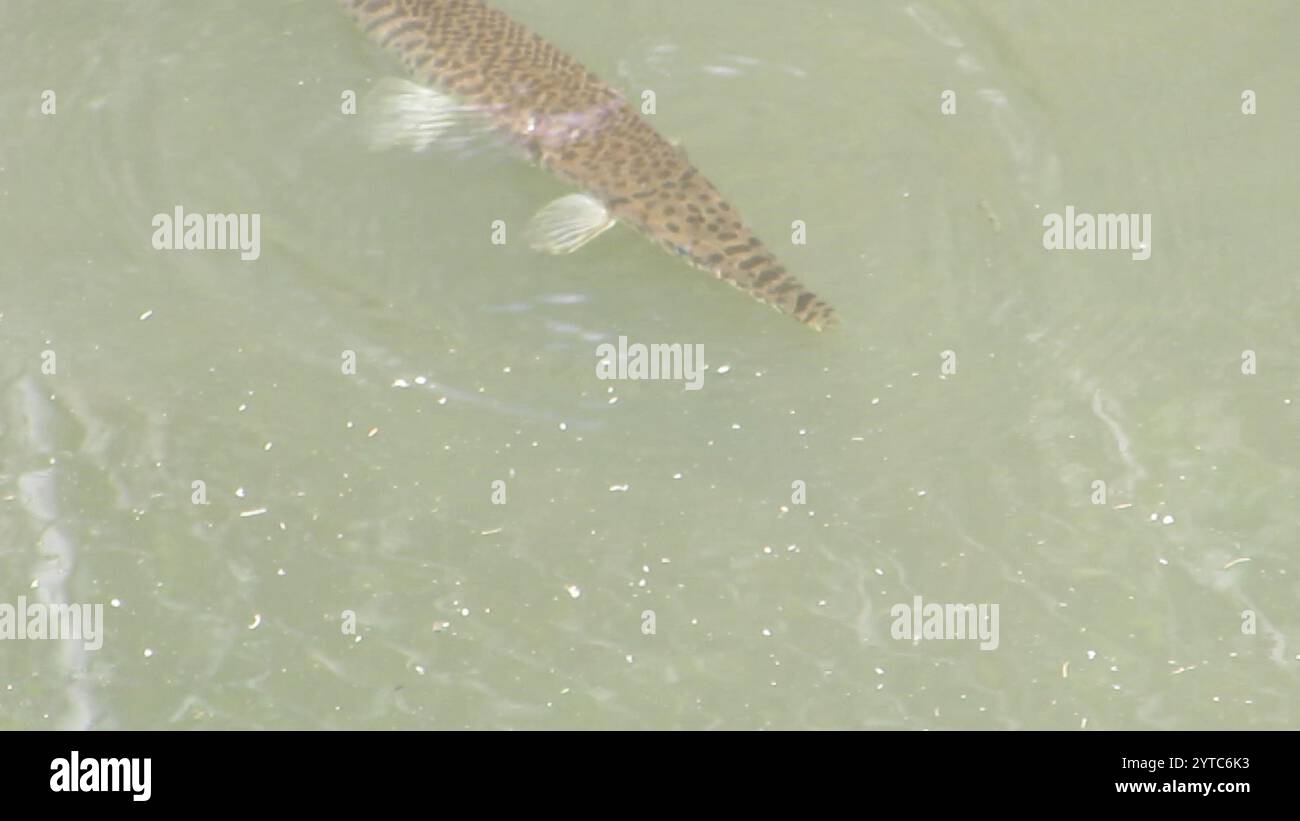 Florida Gar (Lepisosteus platyrhincus Stock Photo - Alamy