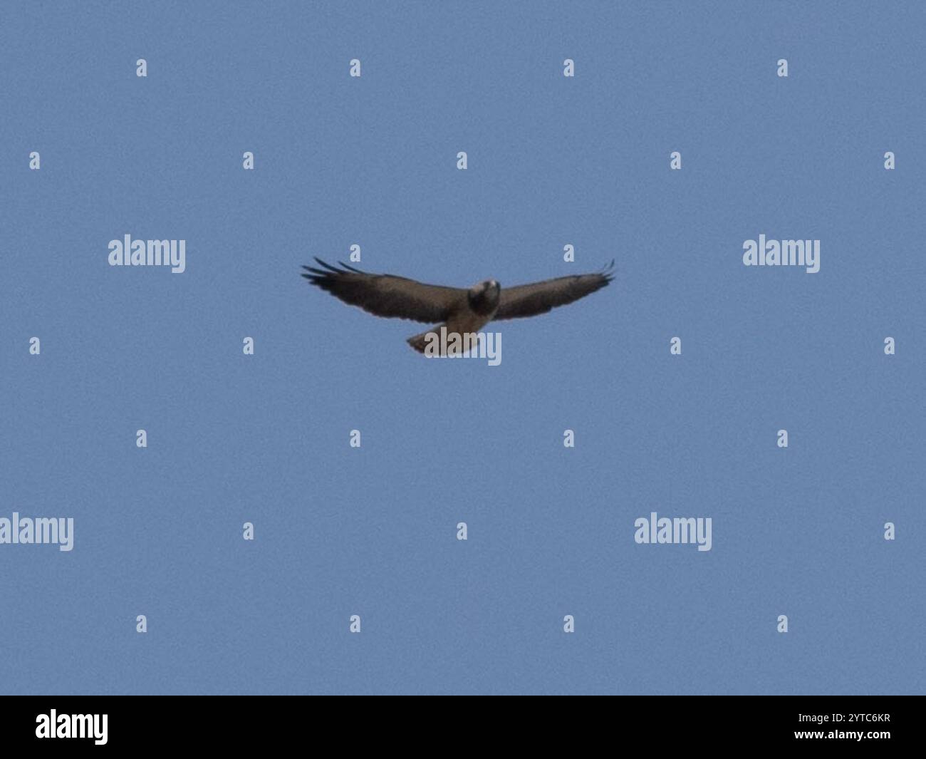 Swainson's Hawk (Buteo swainsoni Stock Photo - Alamy