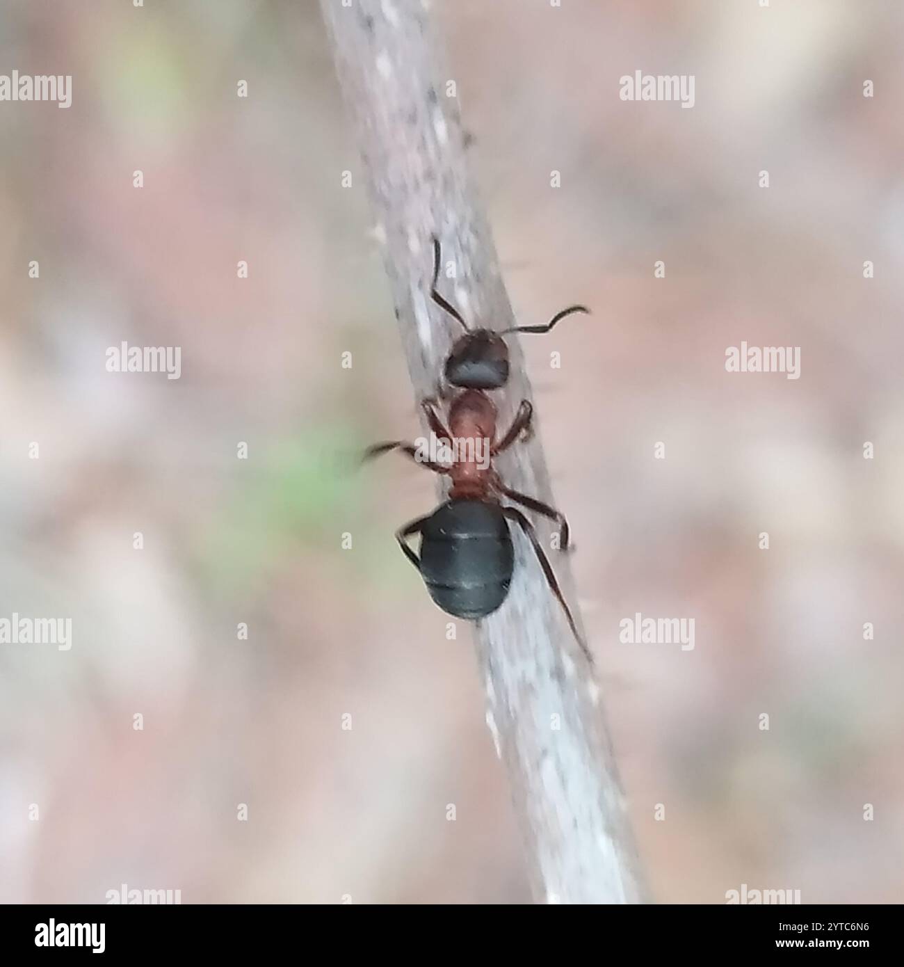 Southern Wood Ant (Formica rufa Stock Photo - Alamy