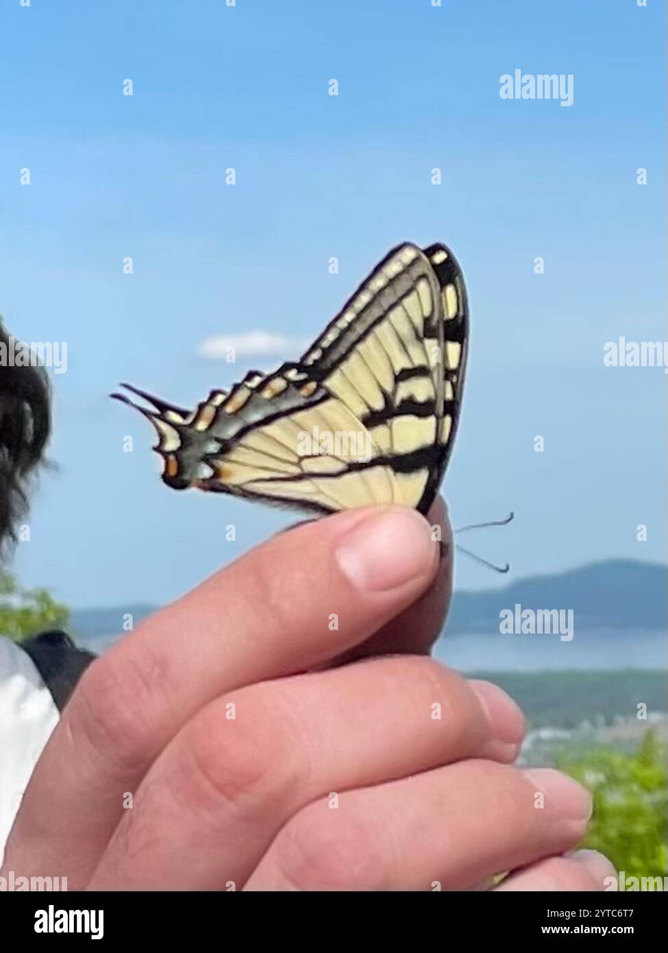 Canadian Tiger Swallowtail (Papilio canadensis Stock Photo - Alamy