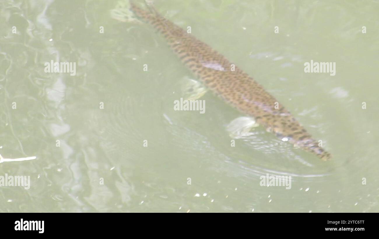 Florida Gar (Lepisosteus platyrhincus Stock Photo - Alamy