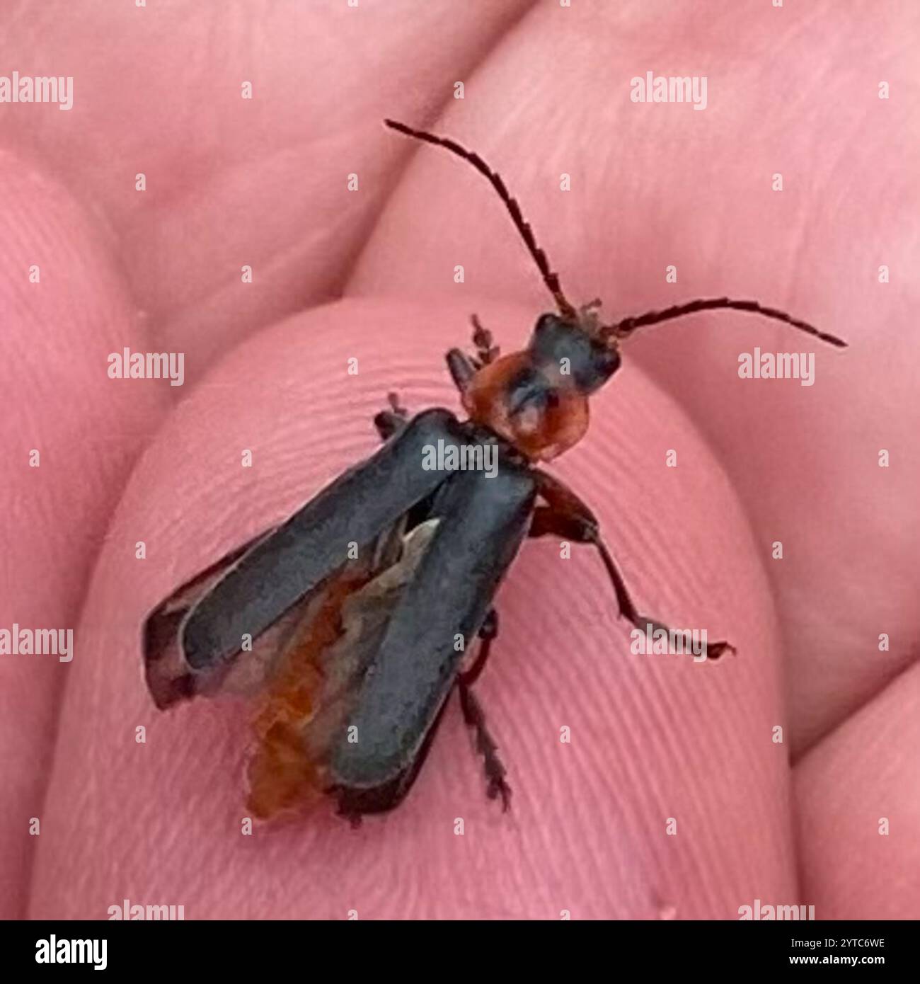 Rustic Sailor Beetle (Cantharis rustica Stock Photo - Alamy