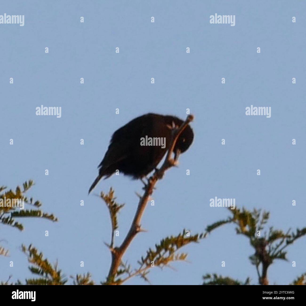 Amethyst Sunbird (Chalcomitra amethystina Stock Photo - Alamy