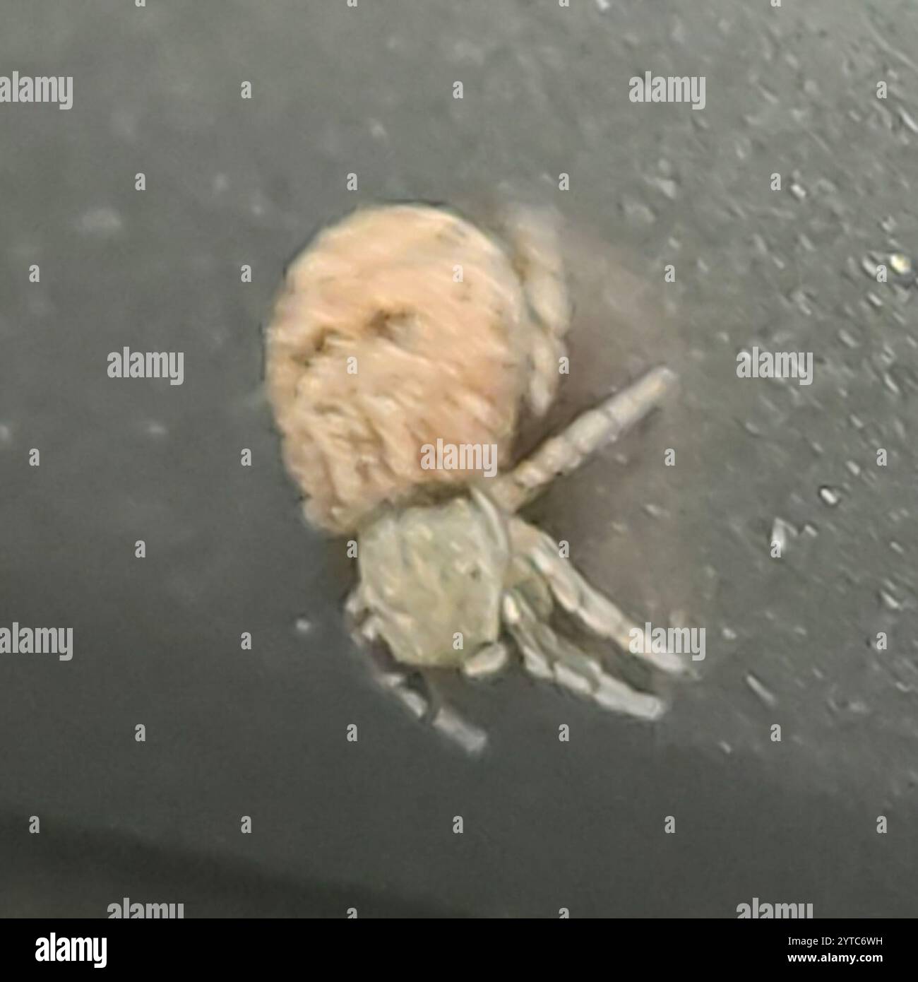 Oak Jumping Spider (Ballus chalybeius Stock Photo - Alamy