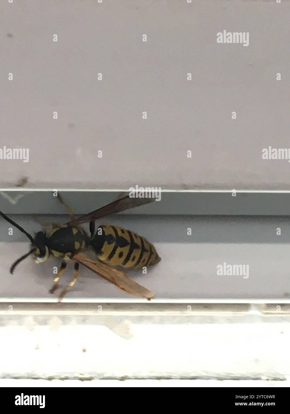 Ants, Bees, and Stinging Wasps (Aculeata Stock Photo - Alamy