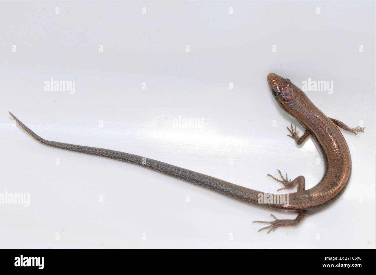 Wahlberg's Snake-eyed Skink (Panaspis wahlbergii Stock Photo - Alamy