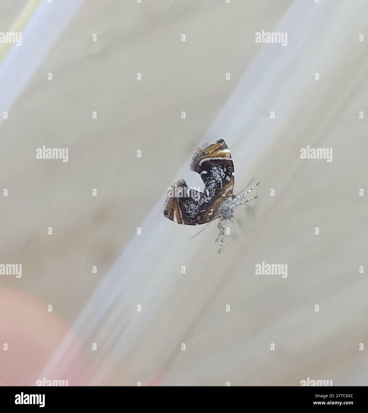 Skullcap Skeletonizer Moth (Prochoreutis inflatella Stock Photo - Alamy
