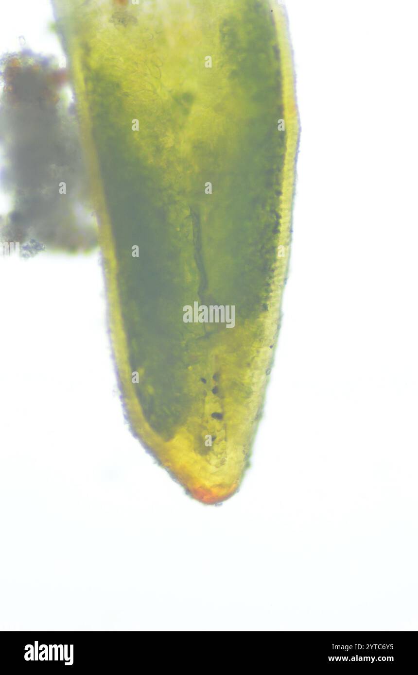 Rigid Screw Moss (Aloina rigida Stock Photo - Alamy