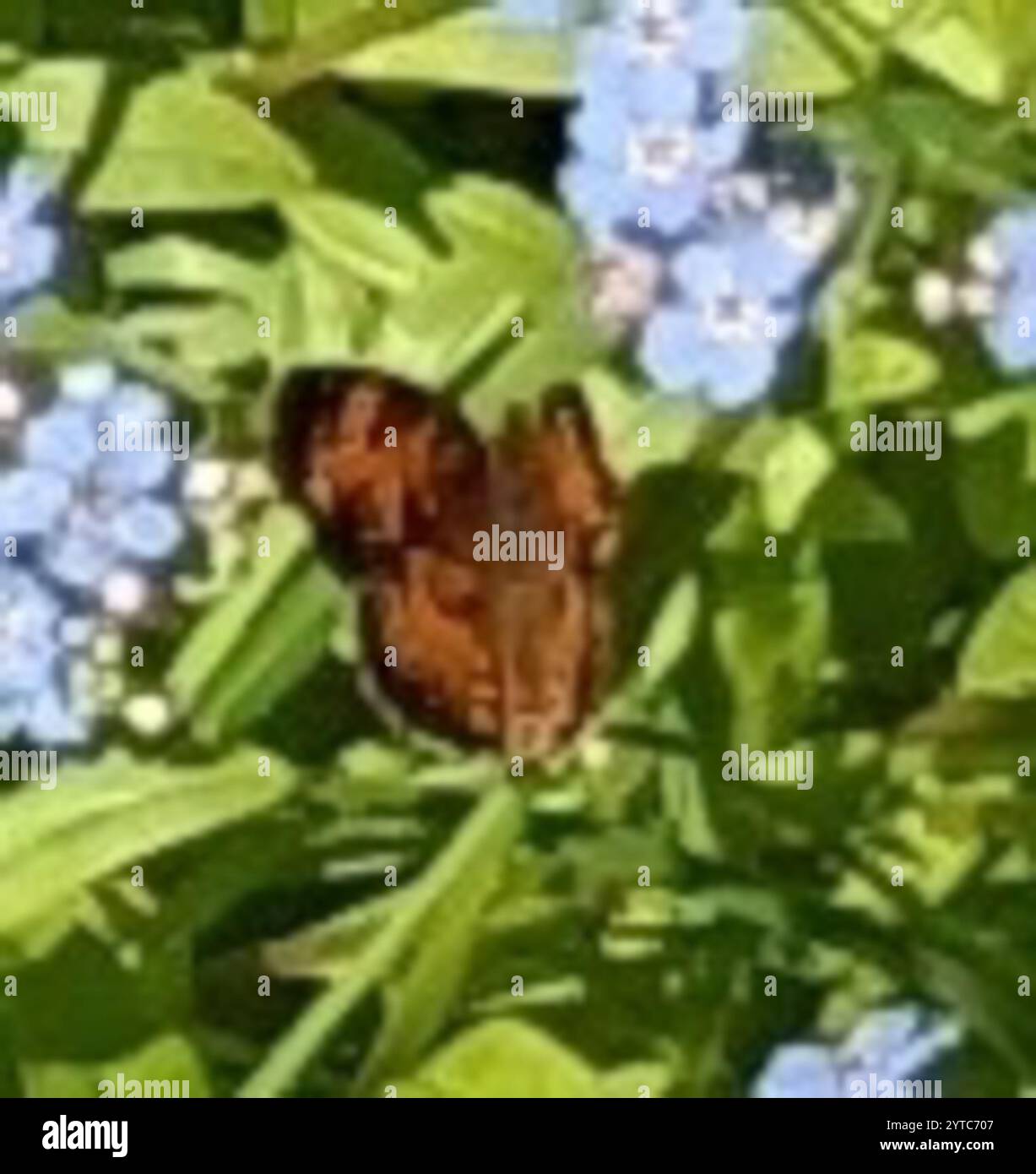 Northern Crescent (Phyciodes cocyta Stock Photo - Alamy