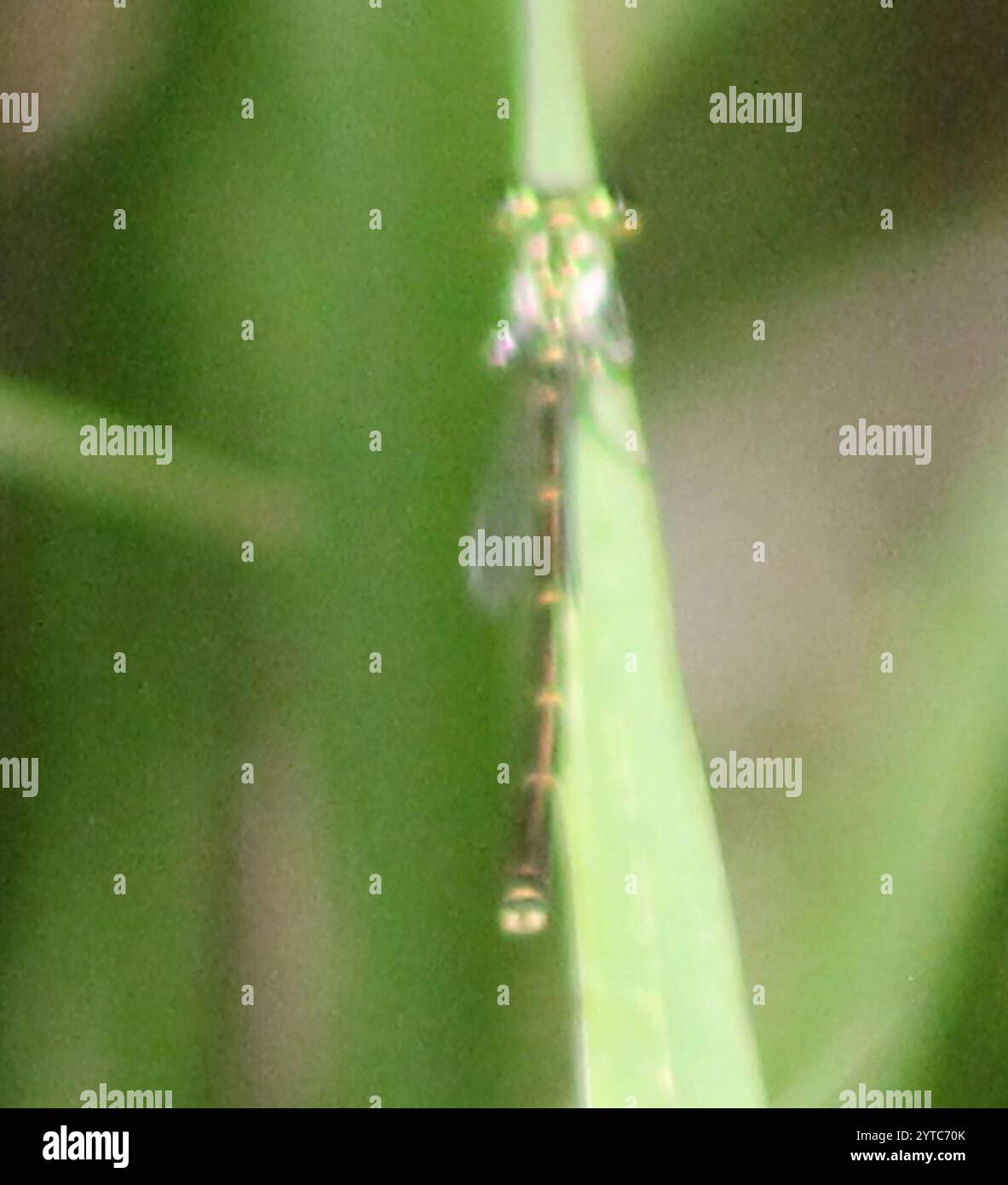 Fragile Forktail (Ischnura posita Stock Photo - Alamy