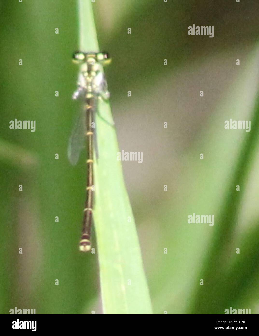 Fragile Forktail (Ischnura posita Stock Photo - Alamy
